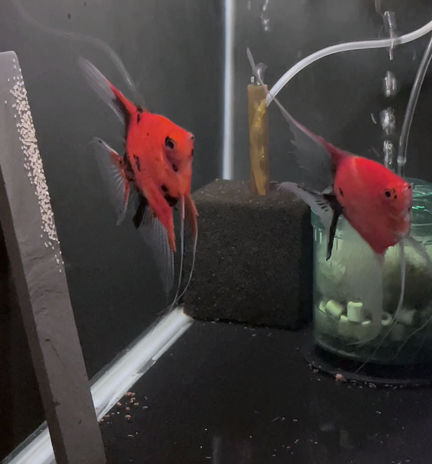 Koi Angelfish Breeding Pair #3503 for sale – Angels Plus