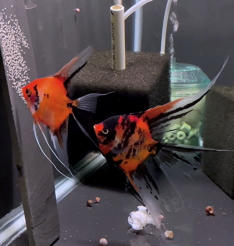 Orange Marble x Koi Angelfish Breeding Pair #3504 for sale – Angels Plus