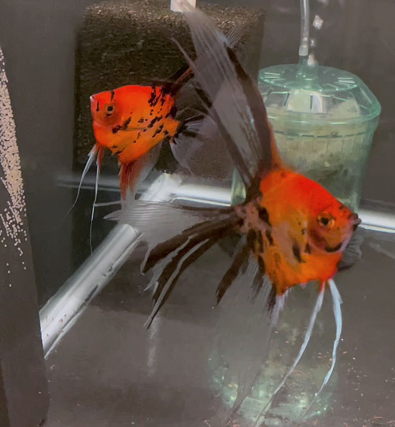 Koi Angelfish Breeding Pair #3506 for sale – Angels Plus