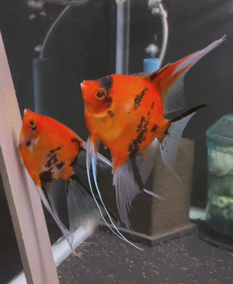 Koi Angelfish Breeding Pair #3507 for sale – Angels Plus