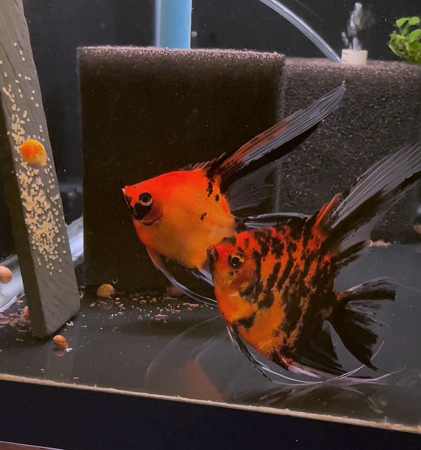 Orange Marble x Koi Angelfish Breeding Pair #3508 for sale – Angels Plus