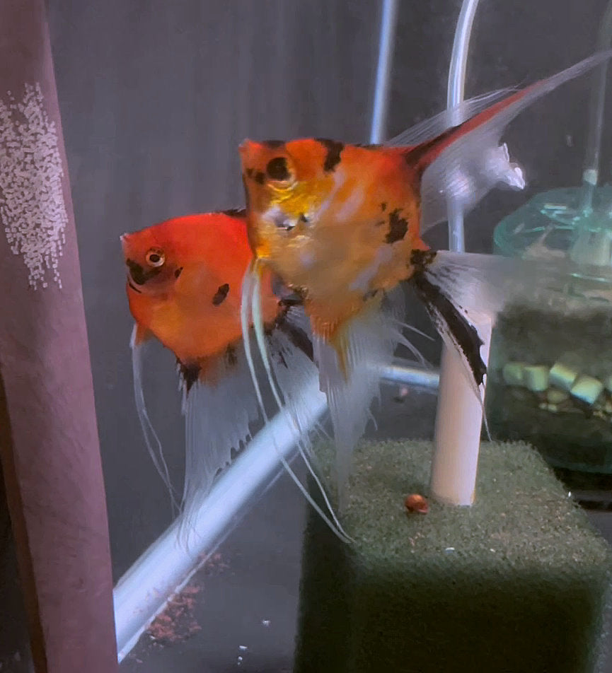 Koi, 25% Manacapuru Angelfish Breeding Pair #3509 for sale – Angels Plus