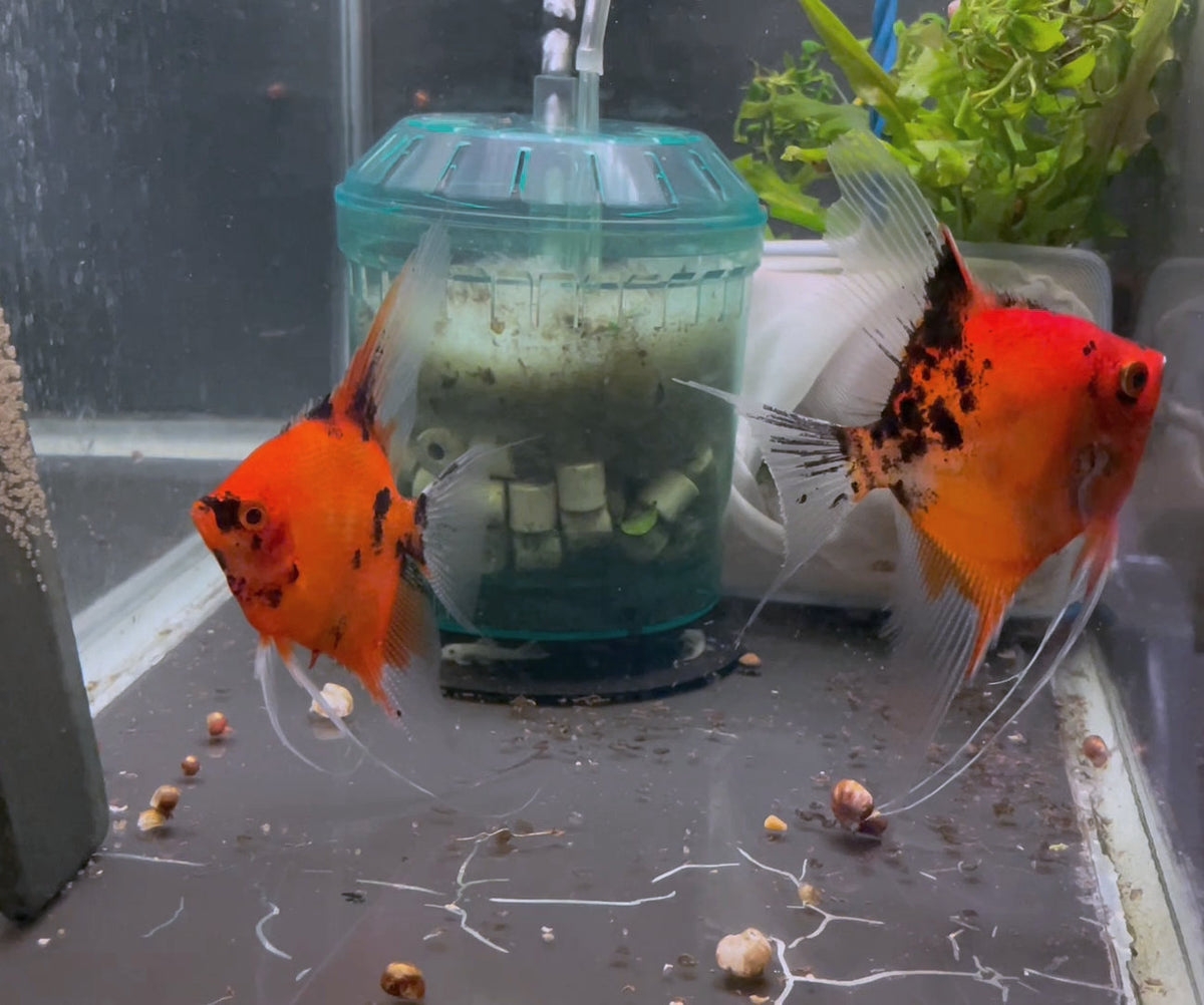 Koi Angelfish Breeding Pair #3511 for sale – Angels Plus