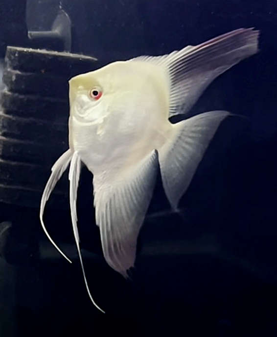 Seal Point (BSP) Angelfish for sale – Angels Plus