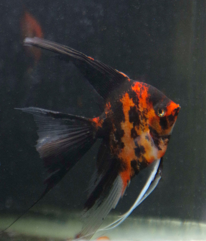 Orange Marble Angelfish for sale – Angels Plus