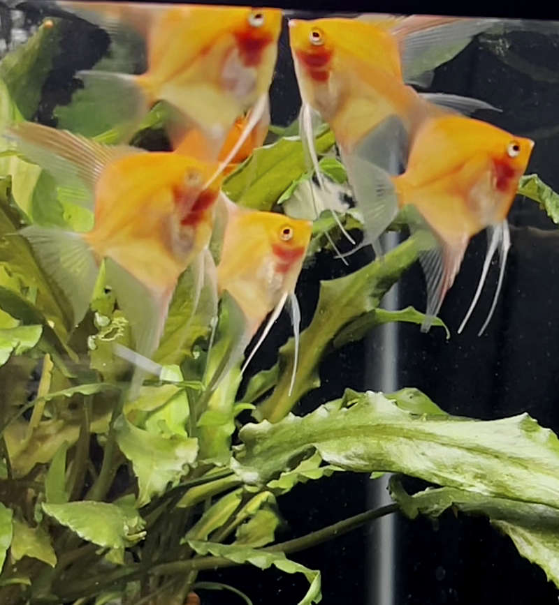 Sunset Angelfish for sale – Angels Plus