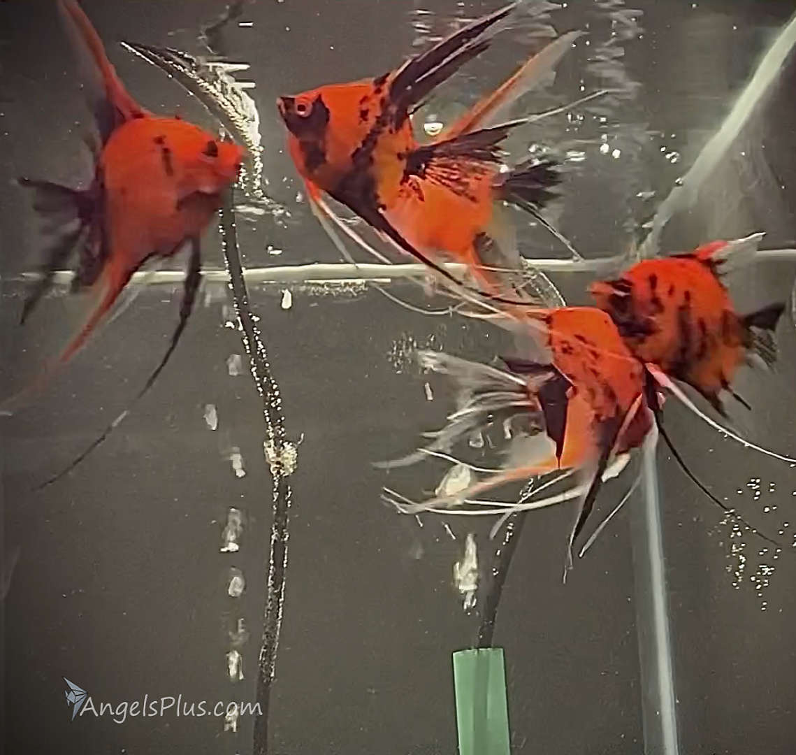 WYSIWYG Group 280 – Angels Plus